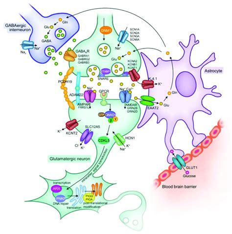 Schematic Model Depicting Main Functions Associated With Monogenic