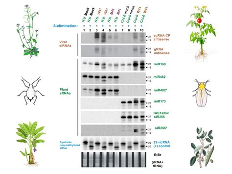 Defensirna Group Virus Vector Plant Interactions Virom Phim