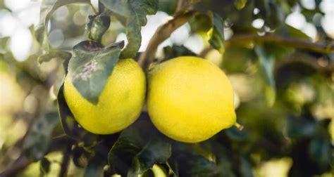 The Ultimate Guide To Growing Bergamot Oranges Cultivation Tips And Tricks