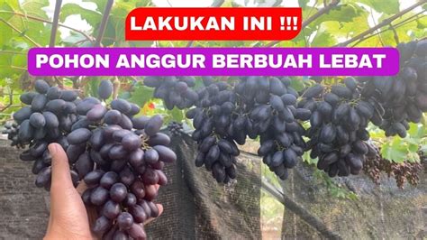 Cara Pemupukan Generatif Pada Anggur Agar Berbuah Lebat Youtube