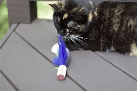Inexpensive Diy Easy Feather Cork Cat Toys Close To Home