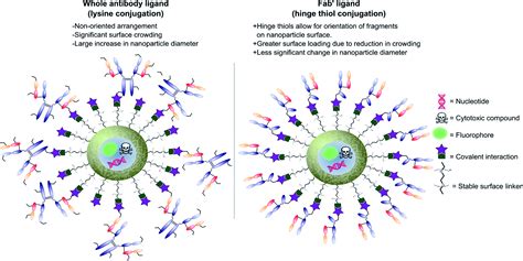 Antibody Fragments As Nanoparticle Targeting Ligands A Step In The