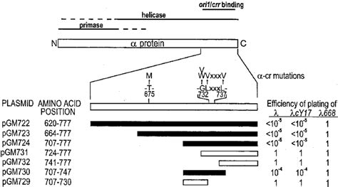 Identification Of The α Dimerization Domain Schematic Representation