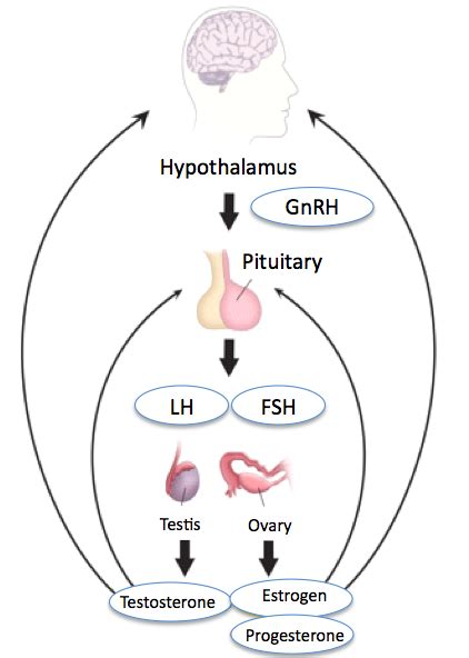 Physiology Anterior Pituitary Treatment And Management Point Of Care