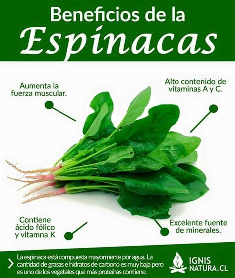 Beneficios De La Espinacas Beneficios De La Fruta Beneficios De Las