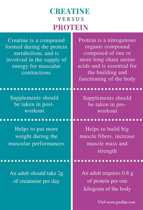 Difference Between Creatine And Protein Definition Source