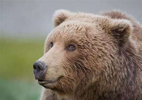Baldurs Gate 3 Leaps Up Steam Charts After Bear Sex Reveal Resetera