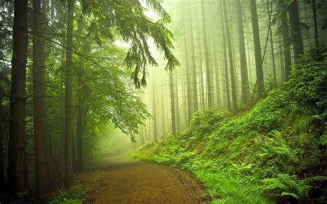 Fog Forest Wallpaper Wallpapersafari