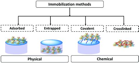Enzyme Entrapment Biocatalyst Immobilization Without Covalent