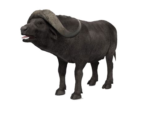 portable network graphics 3d computer graphics water buffalo image