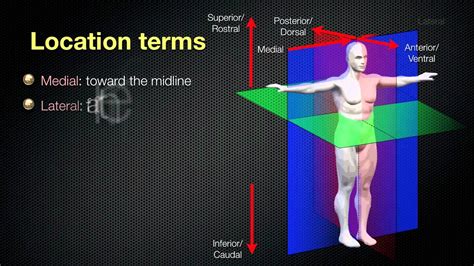 064 anatomical planes and spatial relationships in the human body youtube