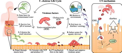 Life Cycle Of Vibrio Cholerae