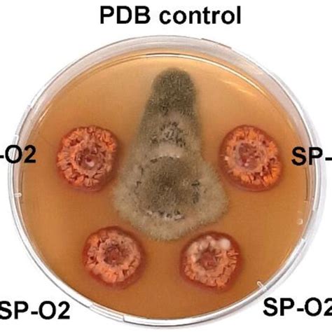 Dual Culture Agar Assay Showing Antifungal Activity Of The Isolate