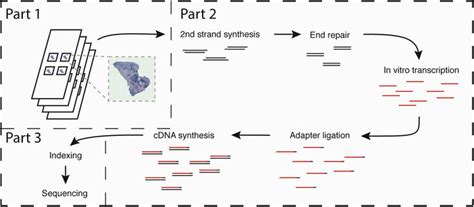 An Automated Approach To Prepare Tissue Derived Spatially Barcoded Rna