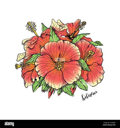 Hand Drawn Red Hibiscus Flowers Arrangement Floral Design Element