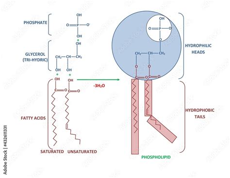Phospholipid Molecule Structure