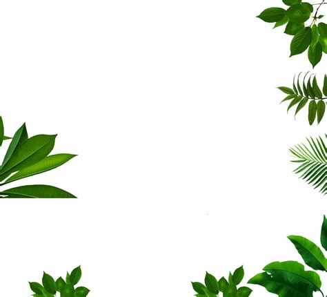 Зеленые листья тропические листья ПНГ на Прозрачном Фоне • Скачать Png