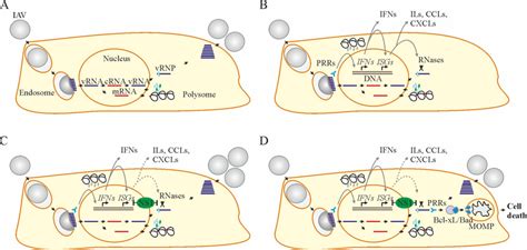Influenza A Virus Iav Replication Cycle Interferon Ifn Response