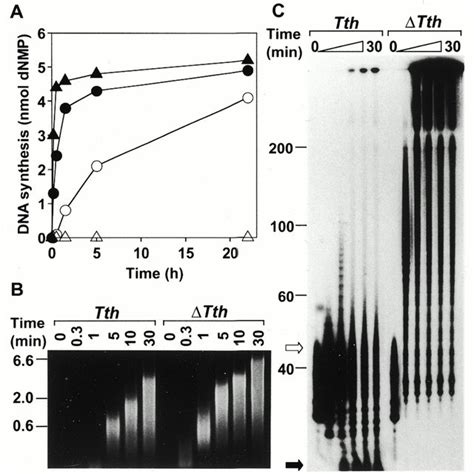 the analysis of dna product synthesized by tth and Δtth dna polymerases