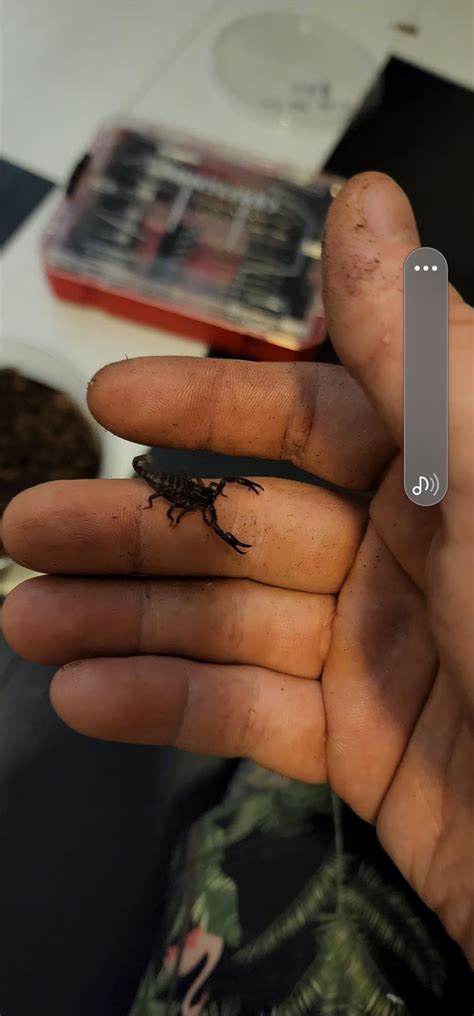 Hey Guys I Got My First Scorpion Recently Pandinus Imperator Ive