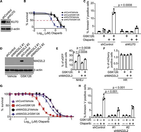 Ezh2 Inhibition Sensitizes Carm1 High Homologous Recombination