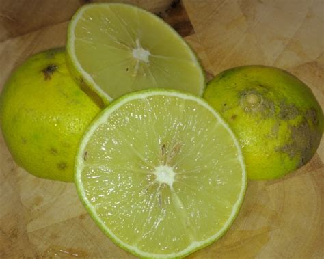 Orange Bergamot Tree Citrus Aurantium Ssp Bergamia