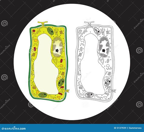 Cross Section Of A Plant Cell Labeled