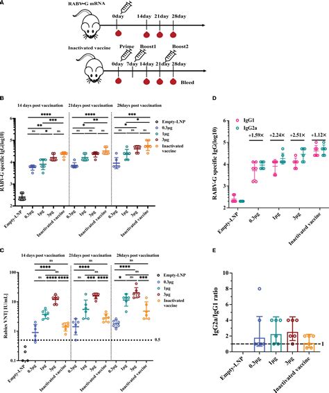 Frontiers A Single Vaccination Of Nucleoside Modified Rabies Mrna