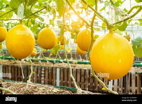 Fresh Organic Yellow Cantaloupe Melon Or Golden Melon Ready To