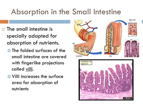 Absorption In Small Intestine