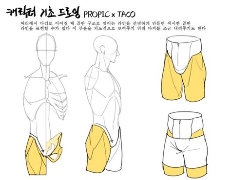 타코작가 On Twitter 해부학 예술 드로잉 강좌 그리기 튜토리얼