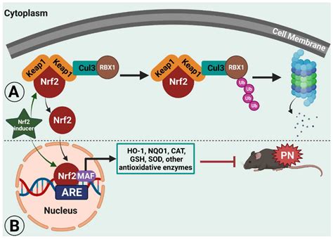 Antioxidants Free Full Text The Effects Of Nuclear Factor Erythroid