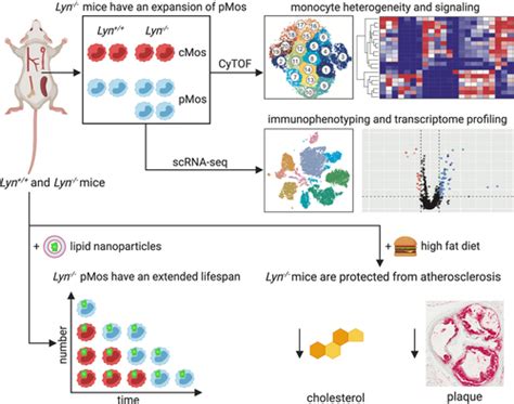 Deep Phenotyping By Mass Cytometry And Single Cell Rna Sequencing
