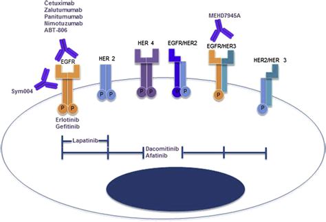 References In Epidermal Growth Factor Receptor Inhibition In Squamous