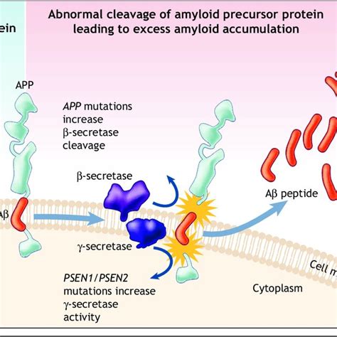 The Amyloid Precursor Protein App Is A Transmembrane Protein That Can