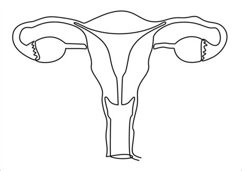 Organs Of Female Reproductive System — Stock Vector © Mitay20 97437396