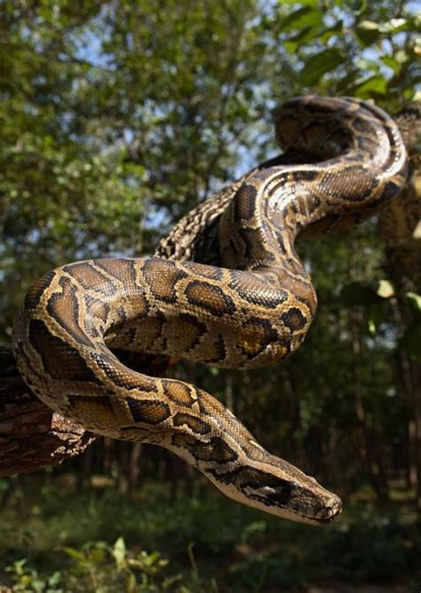 pin on wildlife care and release