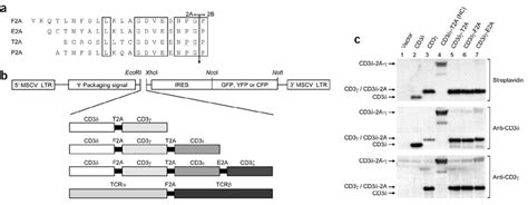 Construction And Processing Of 2a Linked Tcr Cd3 Constructs A Amino