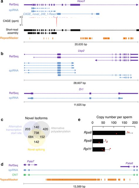 Intact Long Rna Transcripts Exist In Sperm A An Example Of A Novel