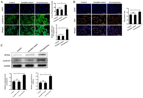 Laminin α5 Modulates Fibroblast Proliferation In Epidural Fibrosis