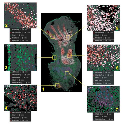 Webatlas Pipeline For Integrated Single Cell And Spatial Transcriptomic