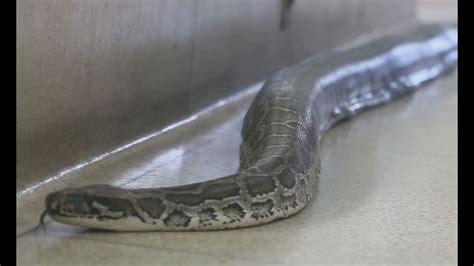 burmese python muscle movement youtube