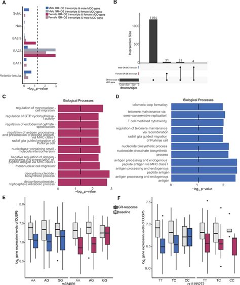 Sex Stratified Gr Response Etranscripts In The Brain Sex Stratified