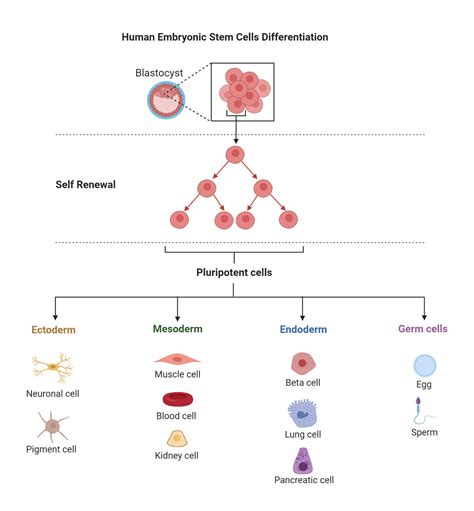 Stem Cells Definition Properties Types Uses Challenges