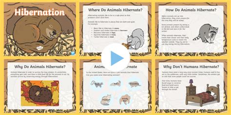 hibernation powerpoint hibernation lesson plan twinkl