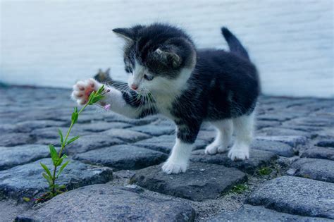 Why Do Cats Like Catnip Anivive Lifesciences