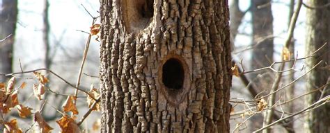Woodpeckers Drill Holes In Trees Searching For Insects To Eat They Can