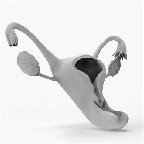 Female Uterus Reproductive System 3d Print Model 3d Model 35 Stl