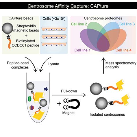 Proteomic Profiling Of Centrosomes Across Multiple Mammalian Cell And