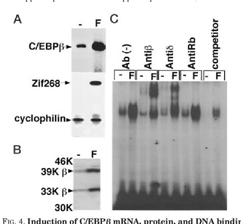 Figure 3 From Expressions Of Ccaat Enhancer Binding Proteins β And δ
